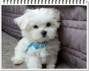 i-Pet.gr | Όλες οι Αγγελίες - Maltese - Μαλτεζ