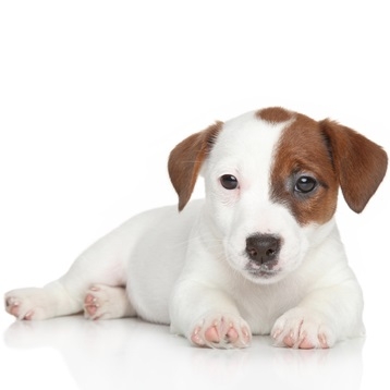 i-Pet.gr | Όλες οι Αγγελίες - Jack Russell - Τζακ Ράσελ