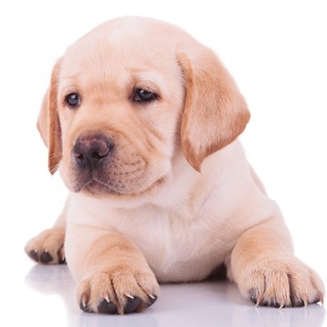 i-Pet.gr | Όλες οι Αγγελίες - Labrador - Λαμπραντορ