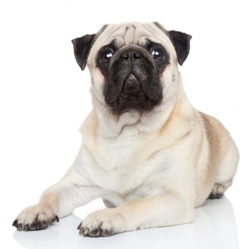 i-Pet.gr | Όλες οι Αγγελίες - Pug - Παγκ