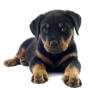 i-Pet.gr | Όλες οι Αγγελίες - Rottweiler - Ροτβαιλερ