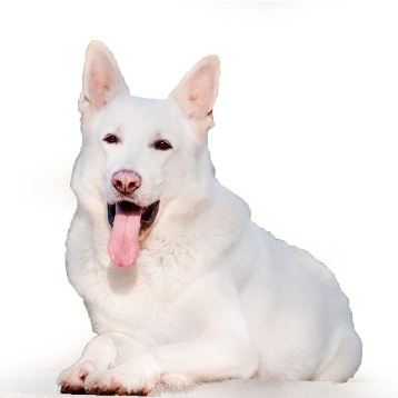 i-Pet.gr | Όλες οι Αγγελίες - Canadian White Shepherd Dog -Καναδεζικο ...