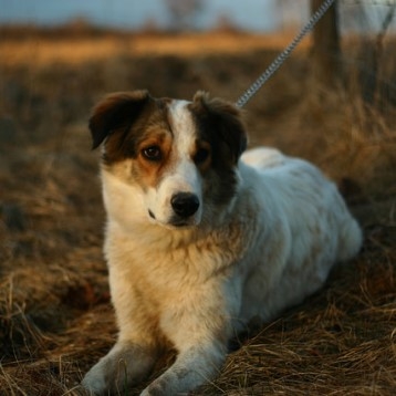 i-Pet.gr | Όλες οι Αγγελίες - Greek Sheepdog - Ελληνικός Ποιμενικός
