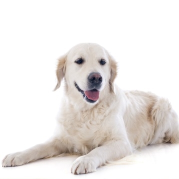 i-Pet.gr | Όλες οι Αγγελίες - Golden Retriever - Γκολντεν Ριτριβερ