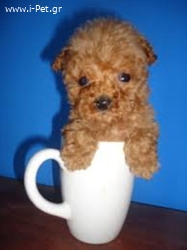 i-Pet.gr | Όλες οι Αγγελίες - Caniche - Poodle - Κανις