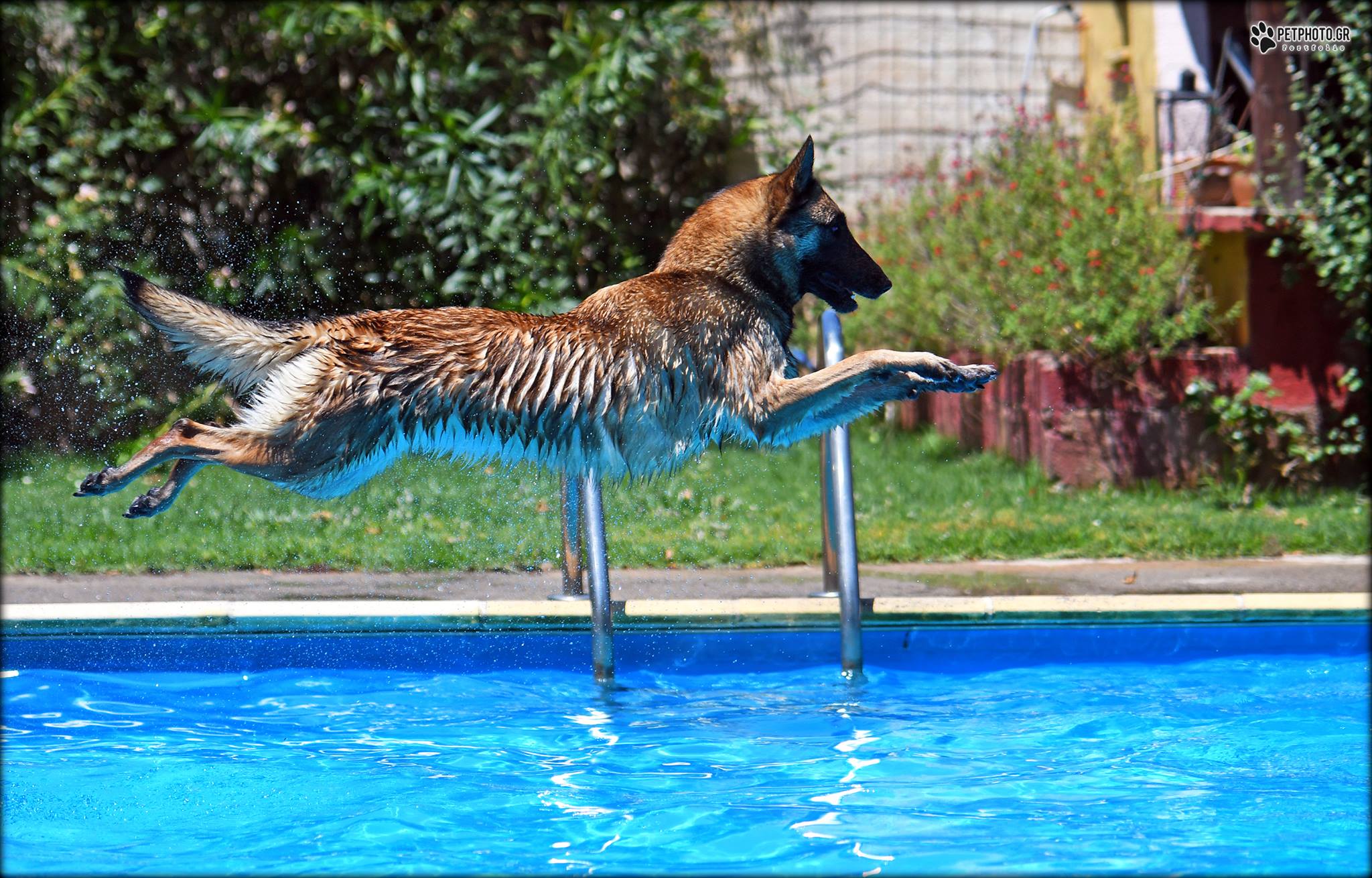 i-Pet.gr | Όλες οι Αγγελίες - Jack Russell - Τζακ Ράσελ