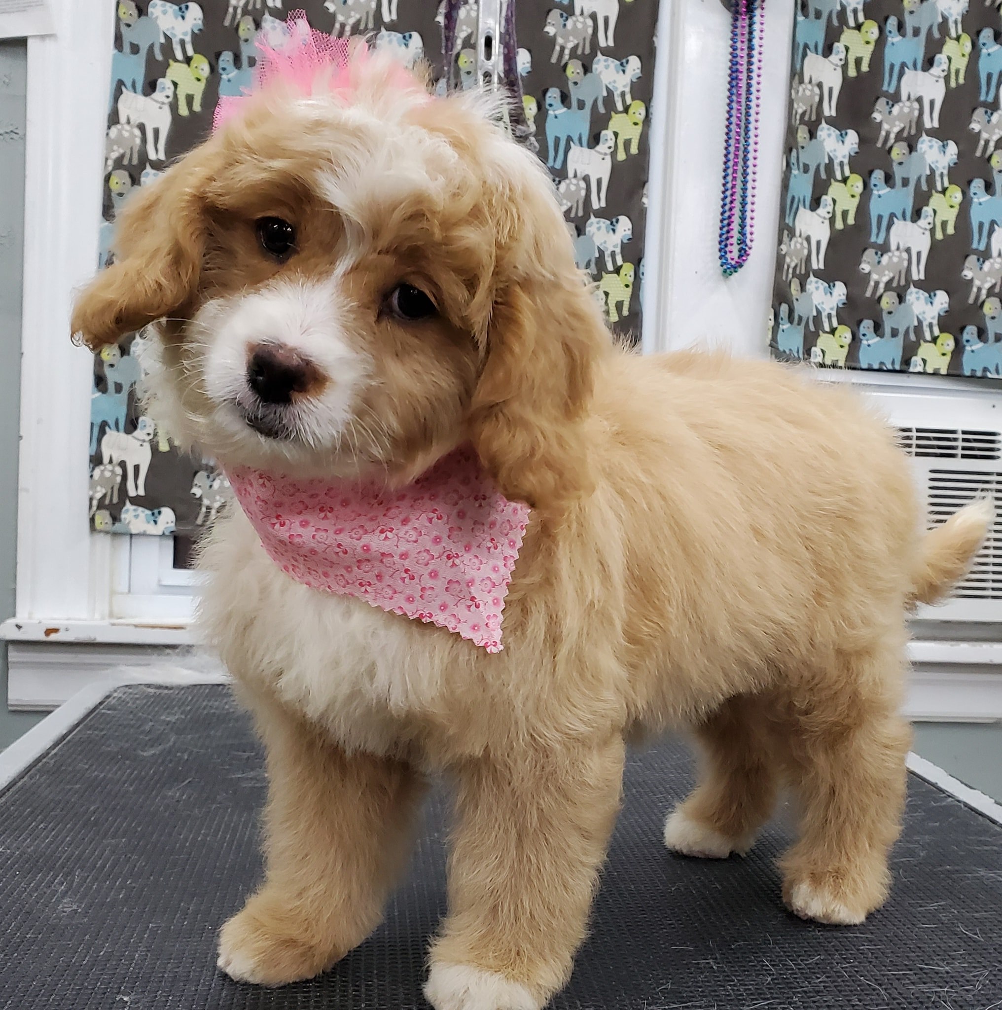 SPA 4 PAWS - I-PET.GR