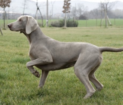 Ράτσες - I-PET.GR