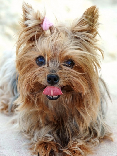 Γιορκσάιρ Τεριέ-Yorkshire Terrier - I-PET.GR