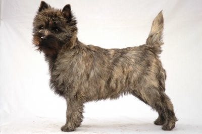Κερν Τεριέ-Cairn Terrier - I-PET.GR